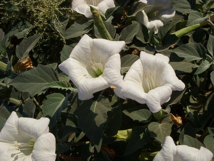Datura wrightii - Sacred Datura – Santa Barbara Botanic Garden