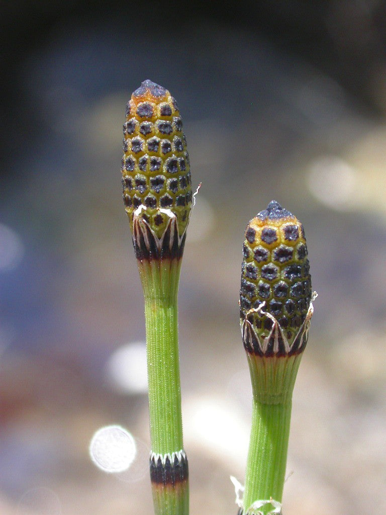 Equisetum Laevigatum Vegetation Around Las Vegas, Smooth Horsetail
