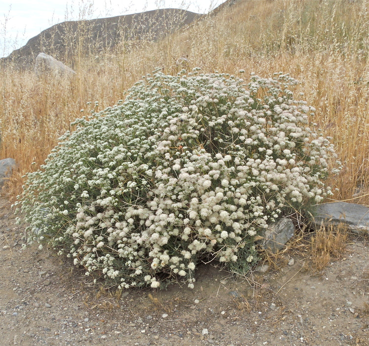 Eriogonum fasciculatum - California Buckwheat – Santa Barbara Botanic ...