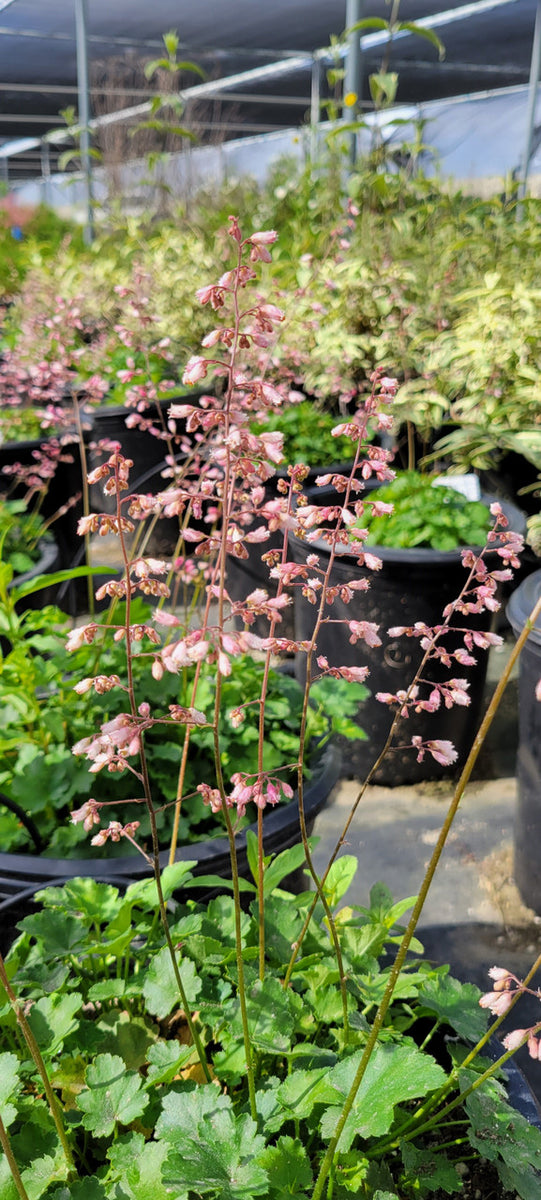 Heuchera rubescens 'Yosemite' - Yosemite Pink Alumroot – Santa Barbara ...