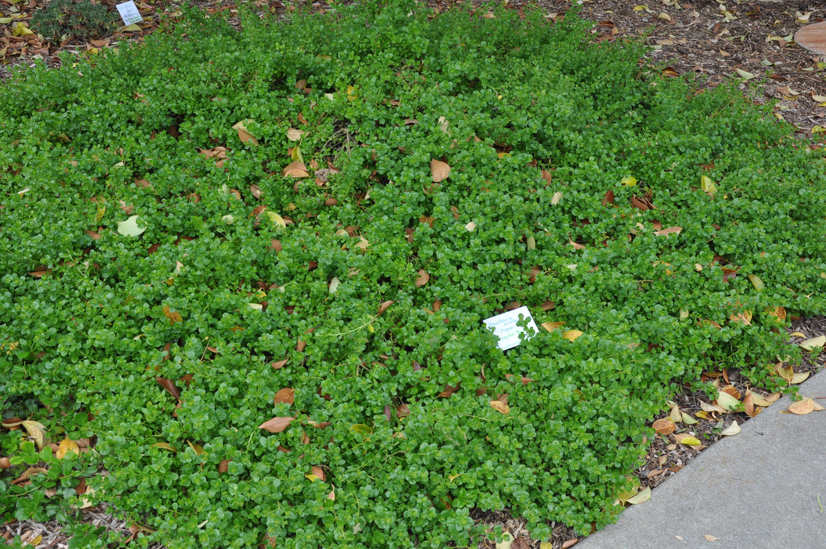 Baccharis pilularis 'Pigeon Point' - Pigeon Point Coyote Bush – Santa ...