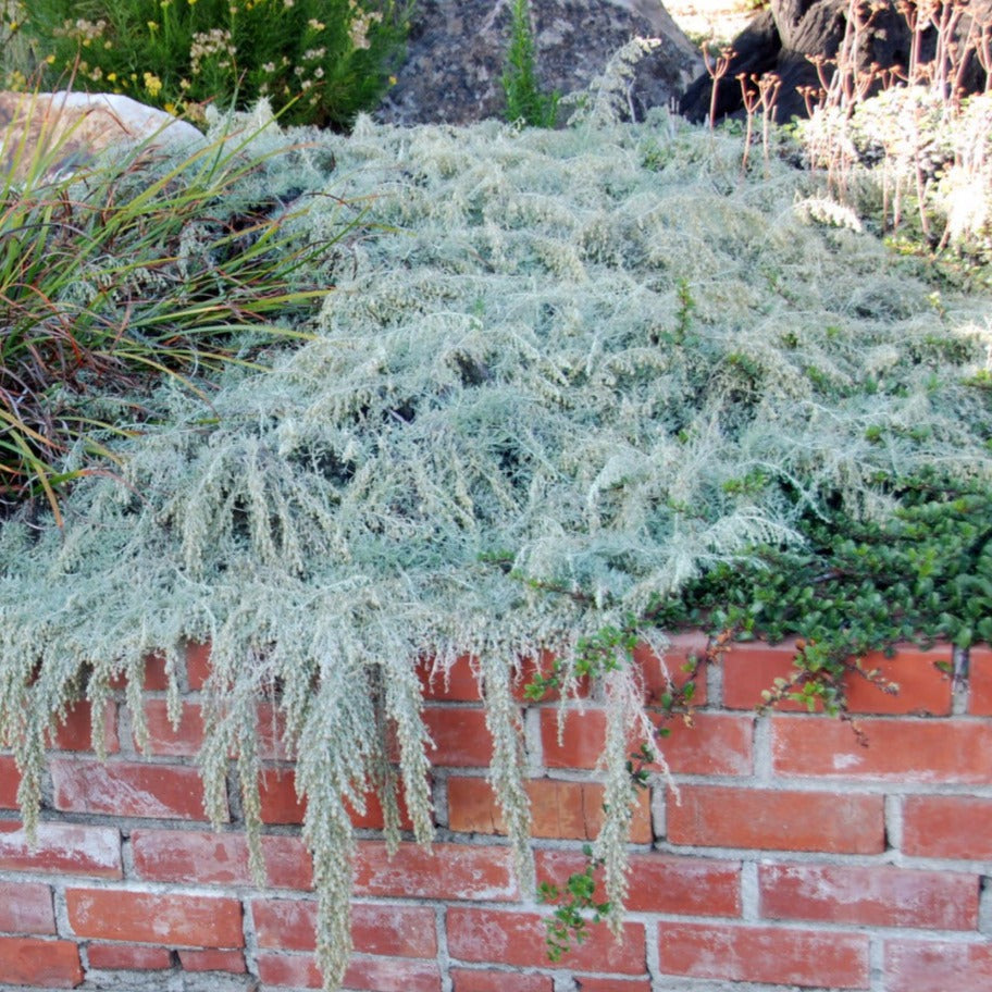 Artemisia californica 'Canyon Gray' - Canyon Gray Sagebrush – Santa ...