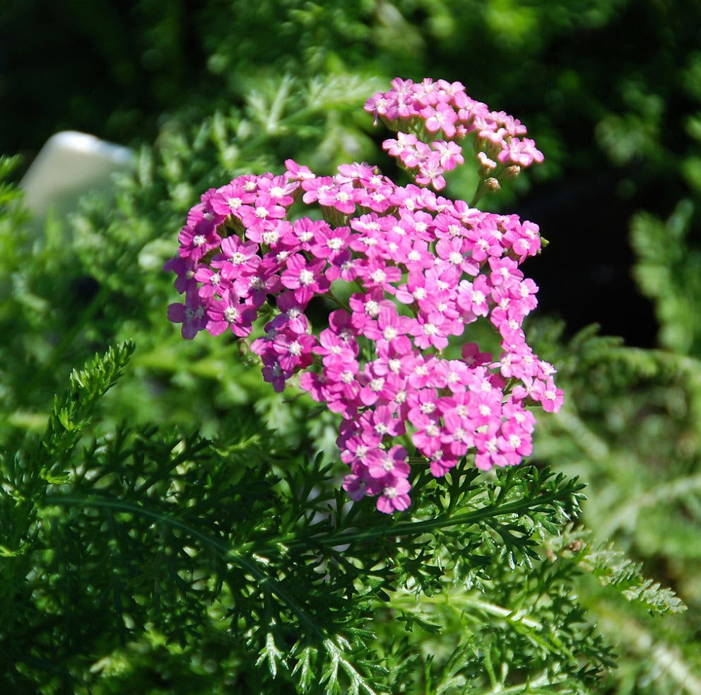 Achillea millefolium 'Island Pink' - Island Pink Yarrow – Santa Barbara ...