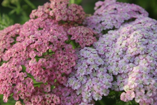 Achillea millefolium 'Rainbow Ending Blue' - Rainbow Ending Blue Yarro ...