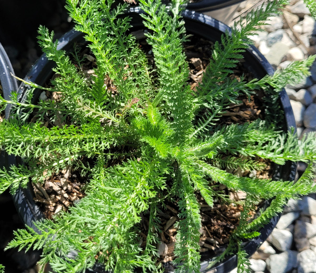 Achillea millefolium 'Astral Rose' - Astral Rose Yarrow – Santa Barbara ...