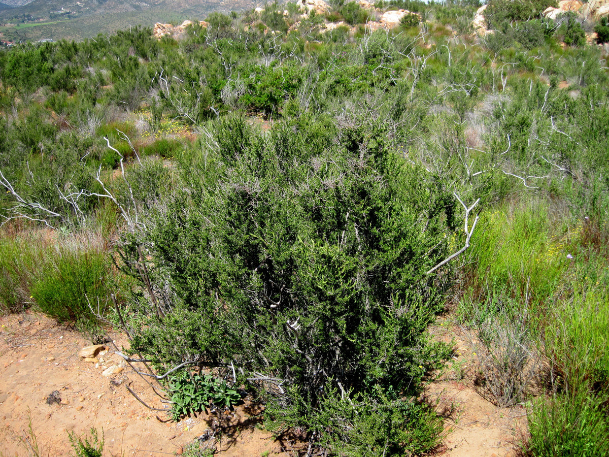 Adenostoma fasciculatum - Chamise – Santa Barbara Botanic Garden
