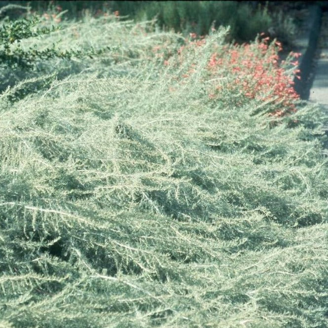 Artemisia californica 'Canyon Gray' - Canyon Gray Sagebrush – Santa ...