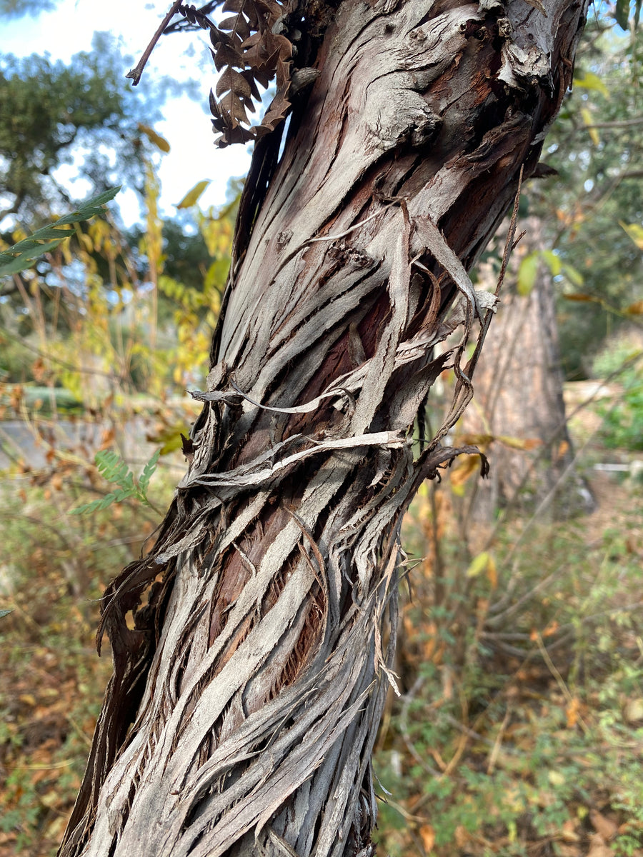 Lyonothamnus floribundus ssp. aspleniifolius - Santa Cruz Island Ironw ...