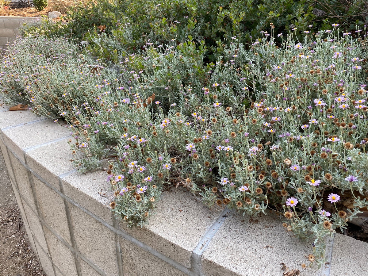 Corethrogyne filaginifolia 'Silver Carpet' - Silver Carpet Aster ...
