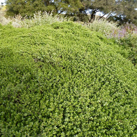 Baccharis pilularis 'Pigeon Point' - Pigeon Point Coyote Bush – Santa ...