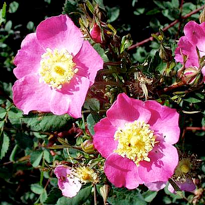 Rosa californica - California Wild Rose – Santa Barbara Botanic Garden