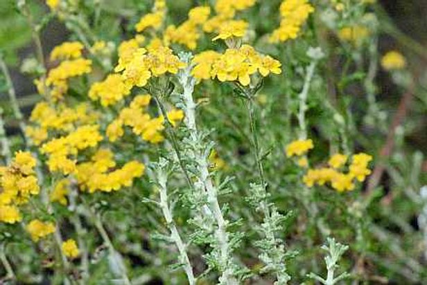 Eriophyllum confertiflorum - Golden Yarrow – Santa Barbara Botanic Garden