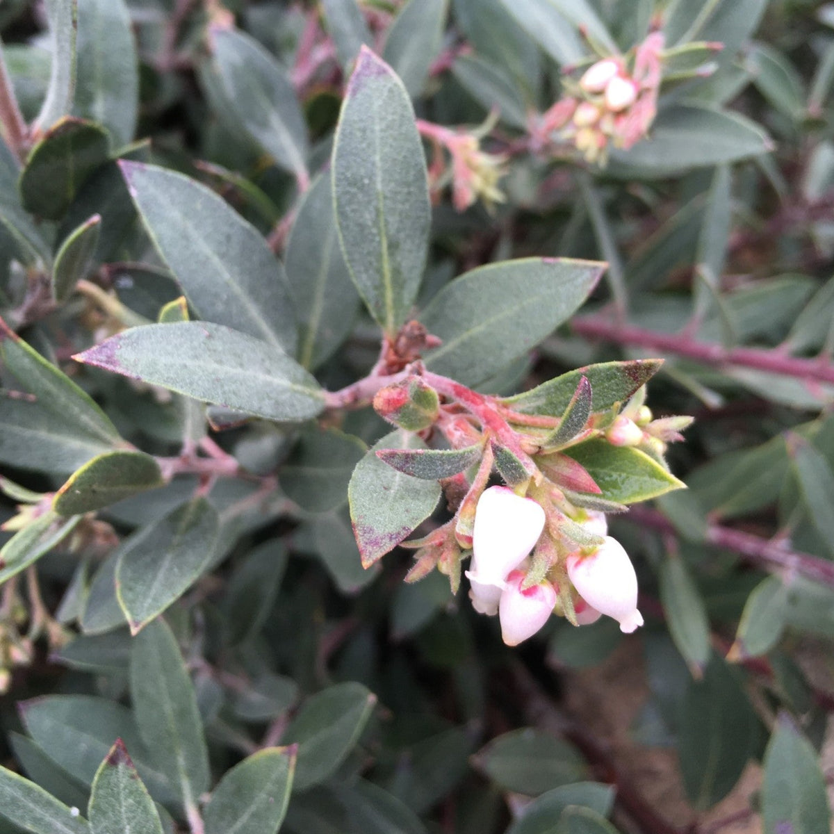 Arctostaphylos 'Pacific Mist' - Pacific Mist Manzanita – Santa Barbara ...