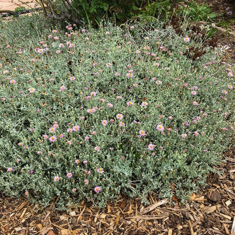 Corethrogyne filaginifolia 'Silver Carpet' - Silver Carpet Aster ...